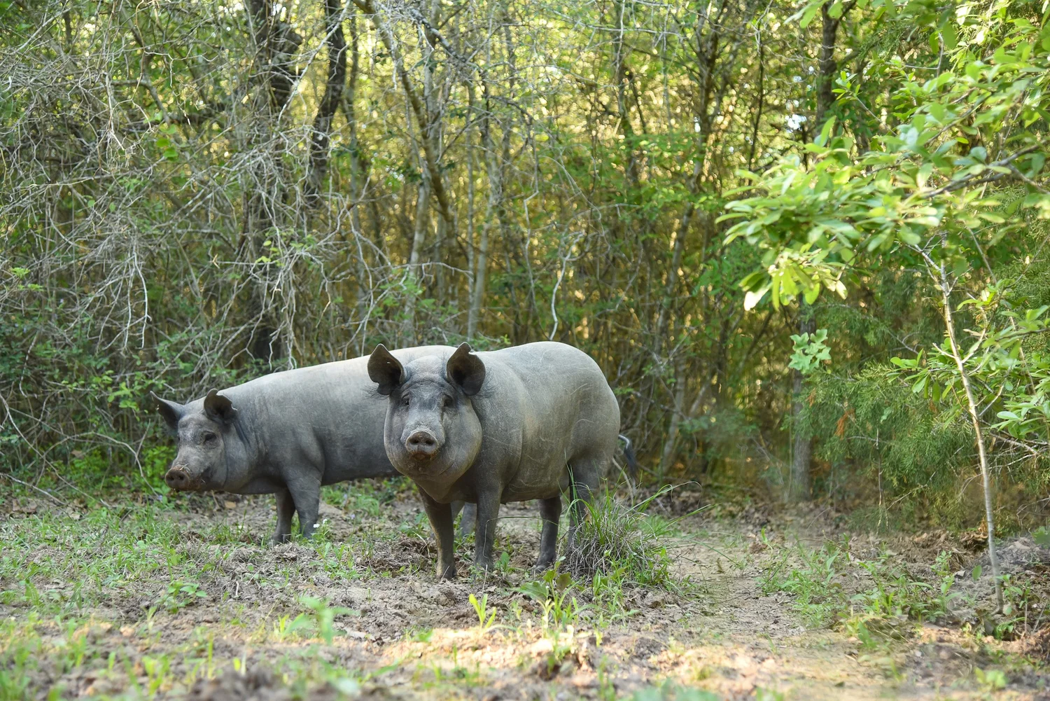 Support — Central Texas Pig Rescue