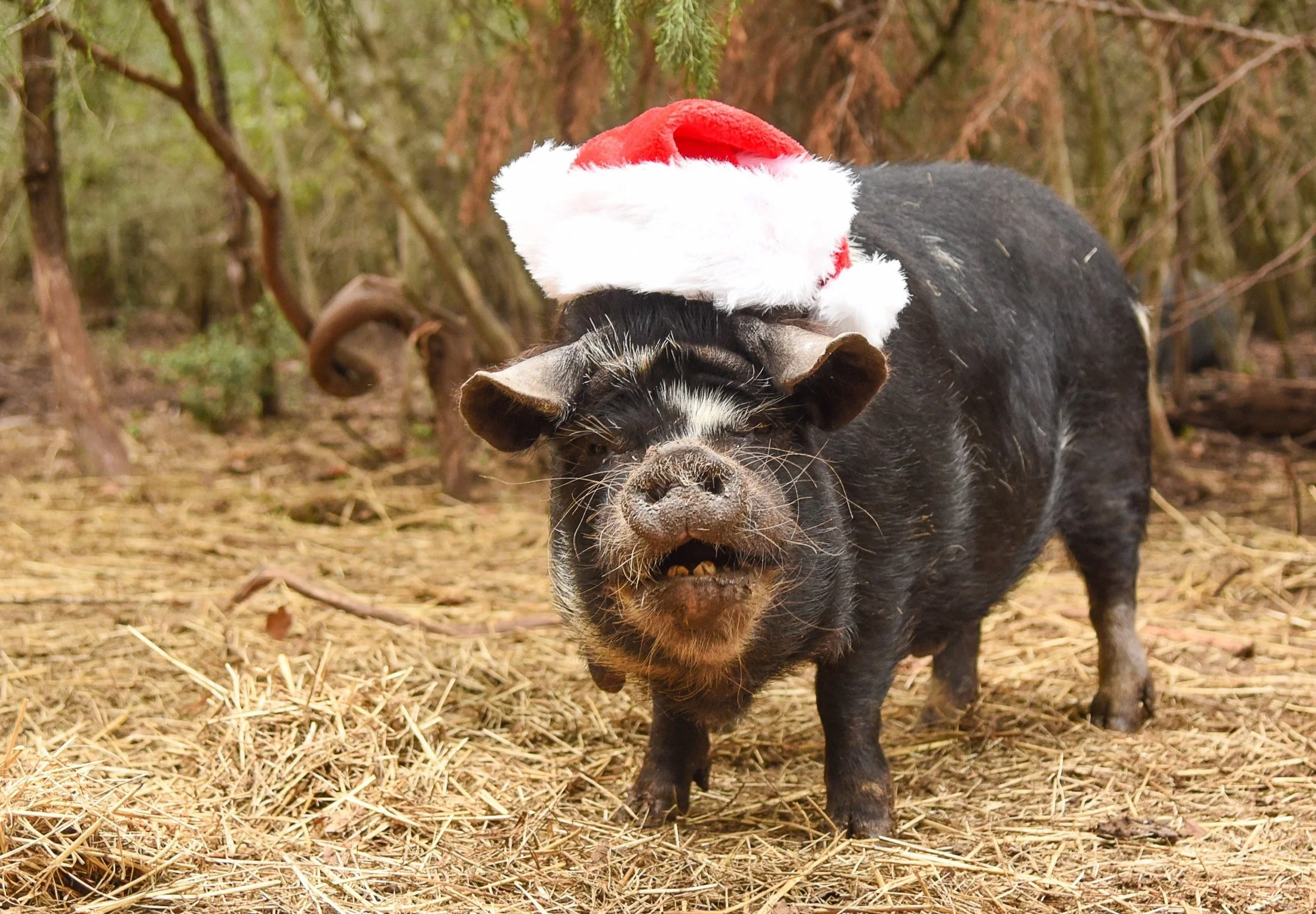 Central Texas Pig Rescue