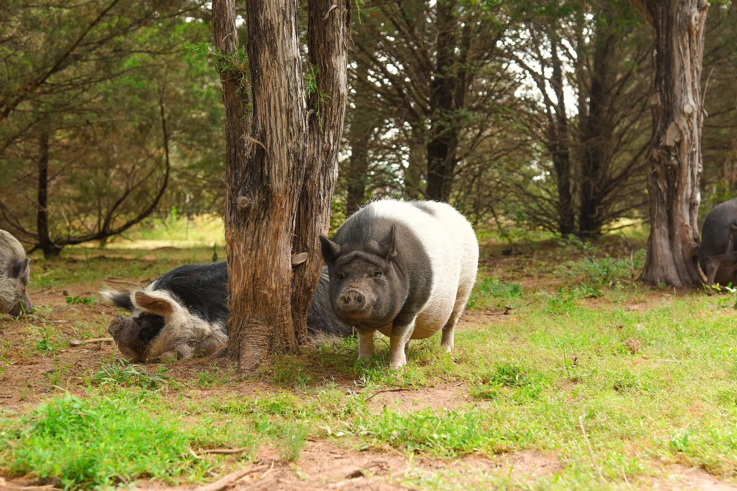 Visit & Volunteer — Central Texas Pig Rescue