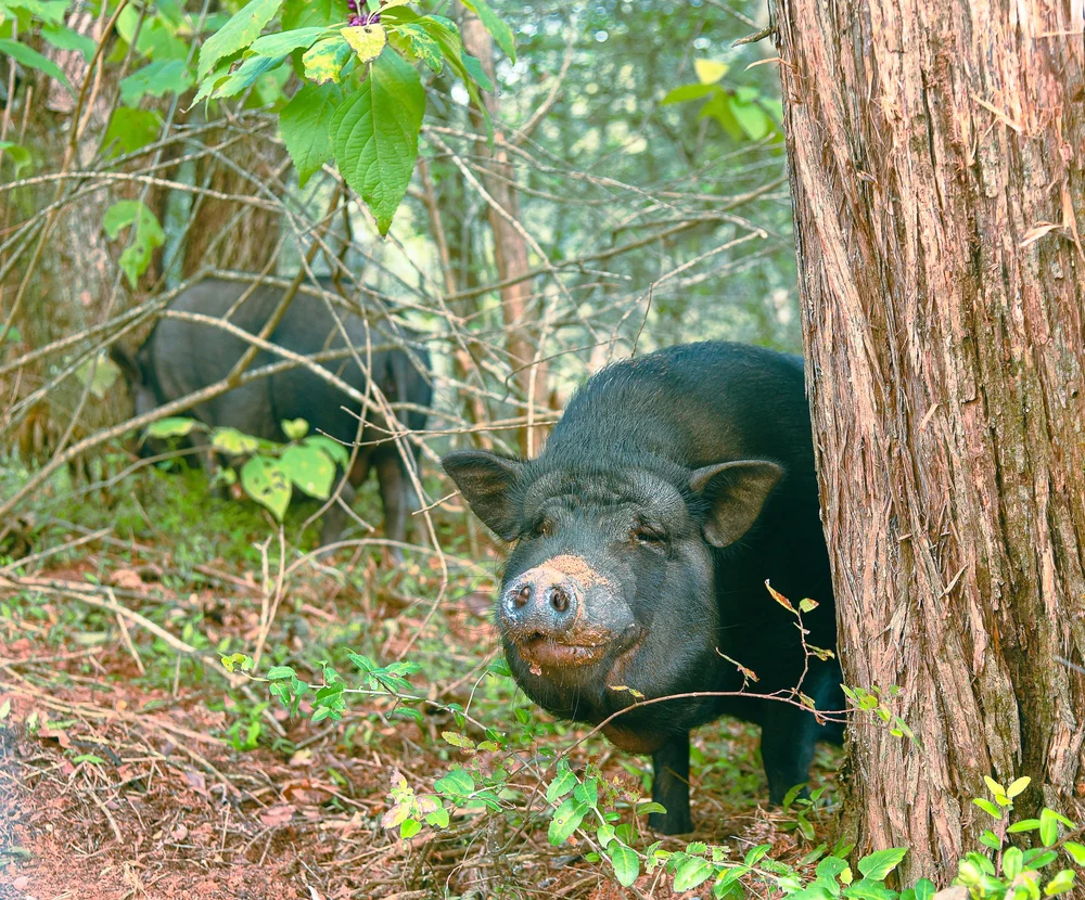 Central Texas Pig Rescue