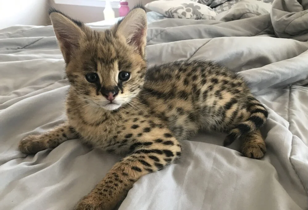 Serval Pet Breeders