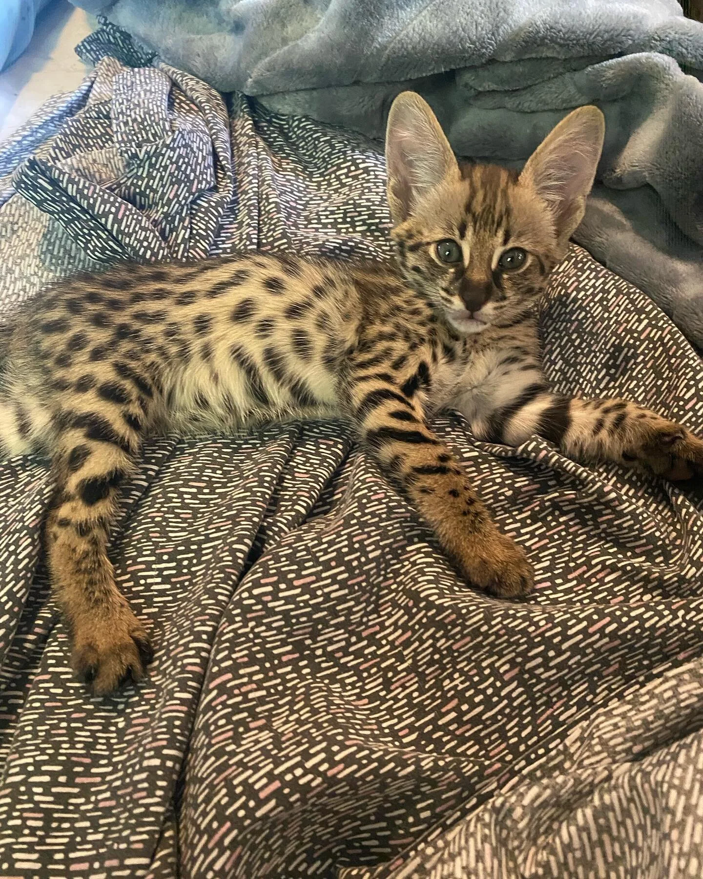 African Serval Cat Price