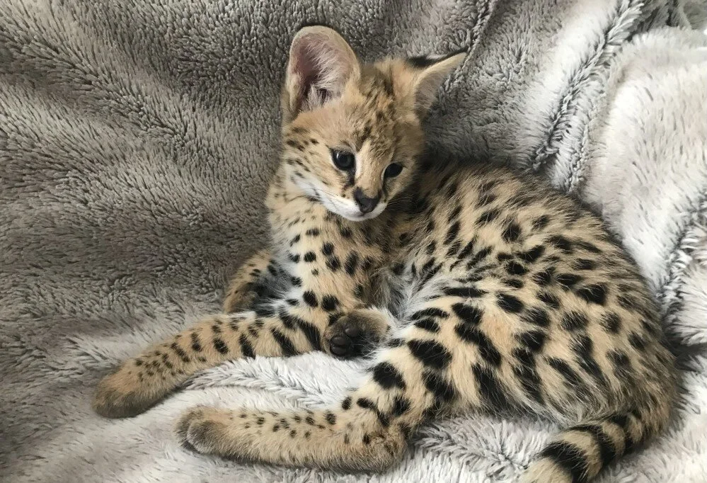 Serval Pet Breeders