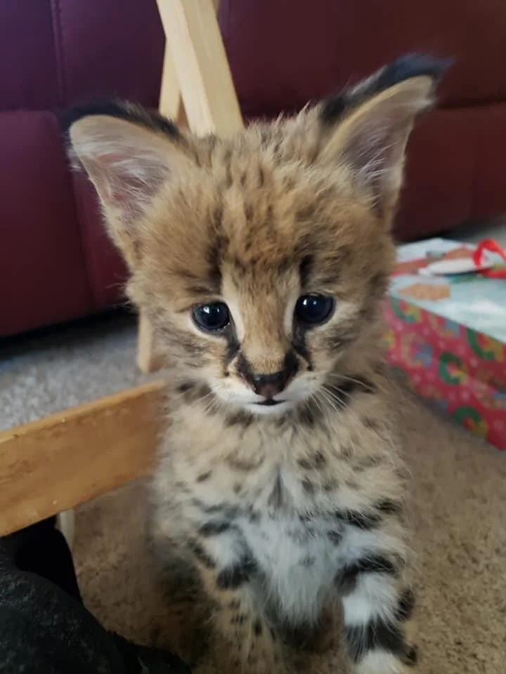 Serval Pet Breeders