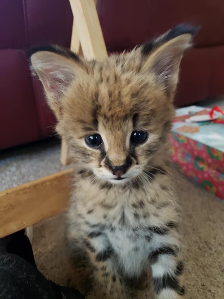 Serval Pet Breeders