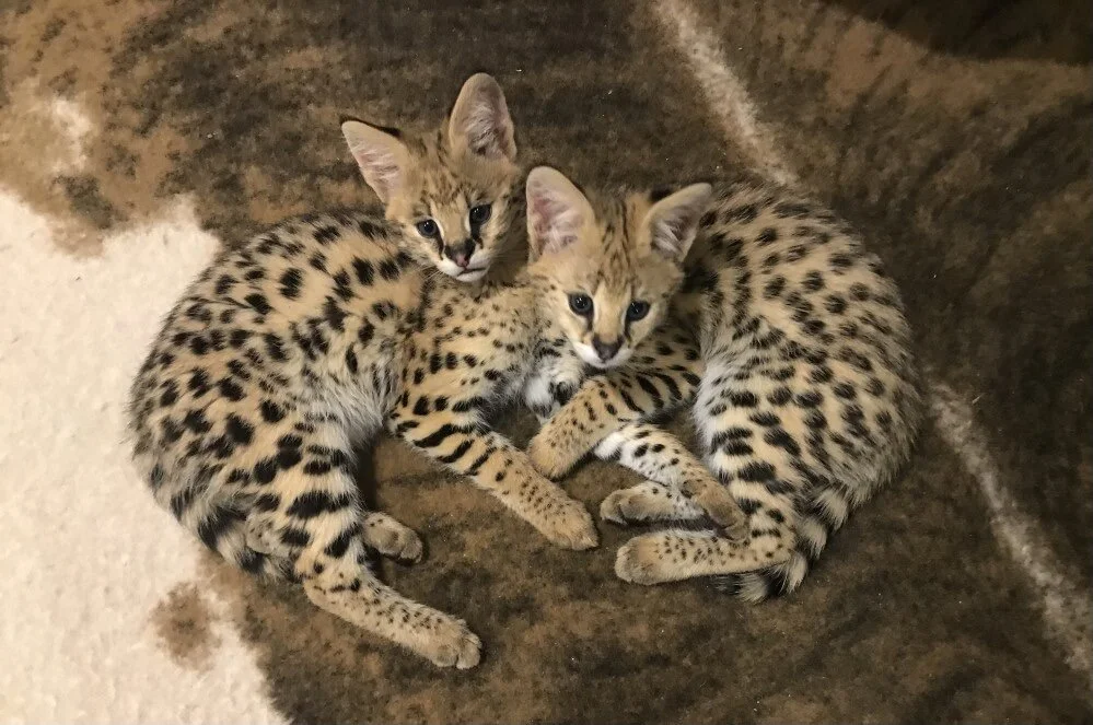 Serval Pet Breeders