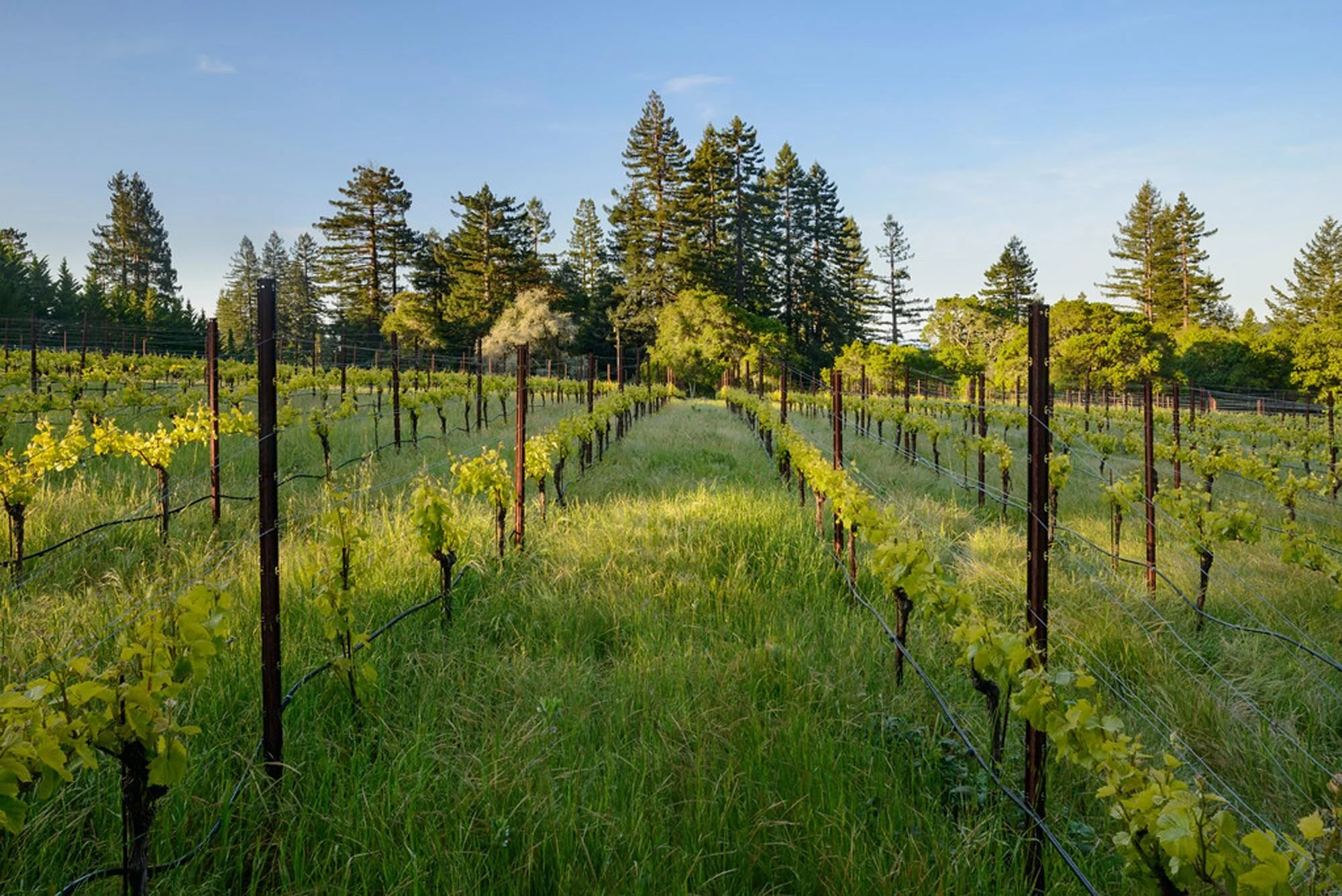 Stuller Vineyard — Bohème Wines