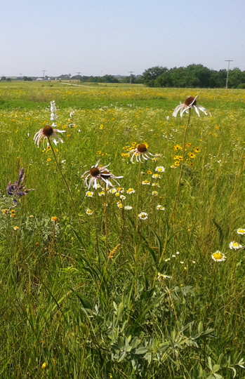 Springtime Prairie Walk — The Rural Reconciliation Project