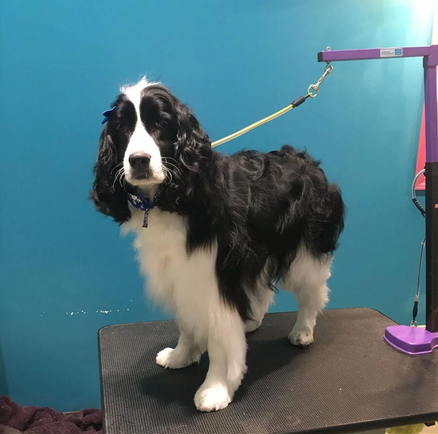 Dog Grooming — Pet Spa Paws & Play