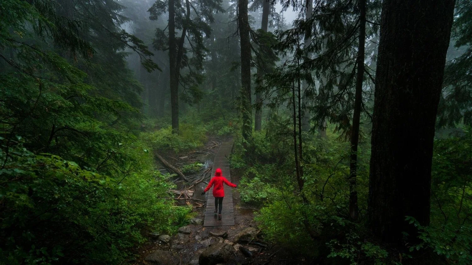 What is Forest Bathing? — BALANCED SOUL | Holistic Health & Well-Being ...