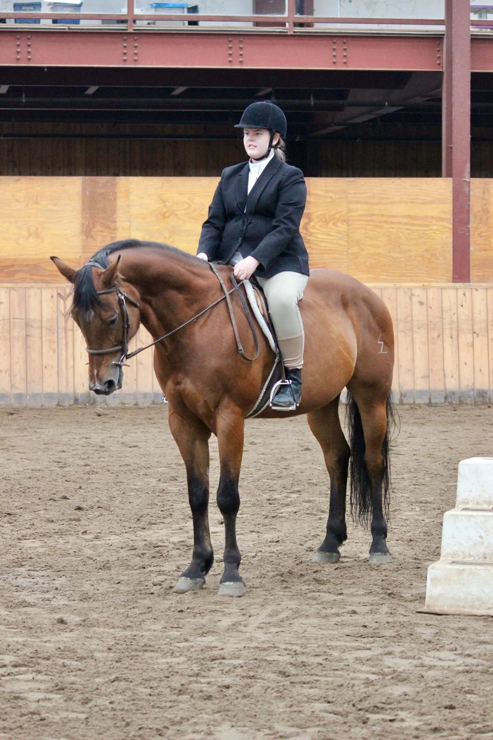 Meet Our Horses — New York Equestrian Center