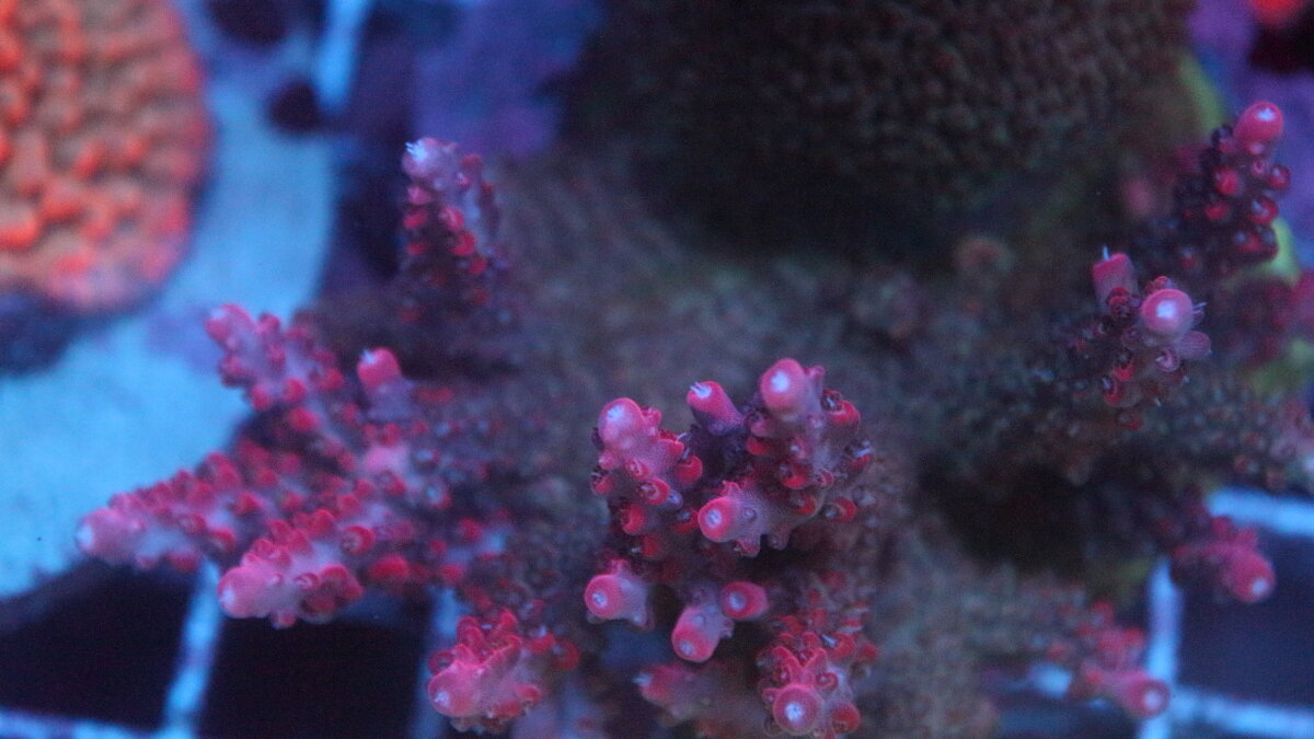 Reef Farmers Red Robin Stag — ATAquariums