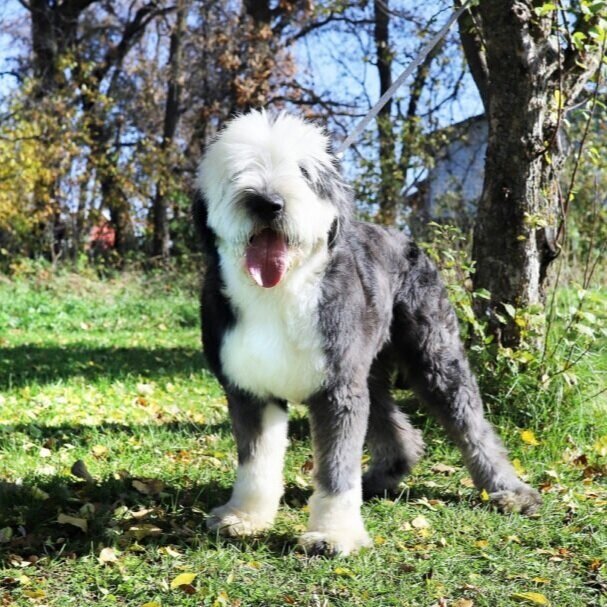 F1 Standard Sheepadoodles — Rockadoodles