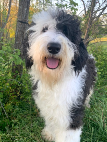 F1b Reverse Sheepadoodles | Find Healthy Sheepadoodles Today — Rockadoodles