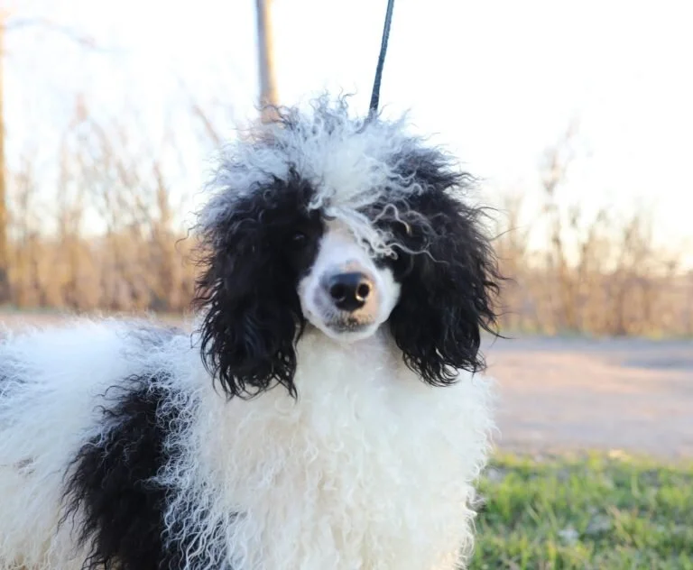 Sires — Rockadoodles