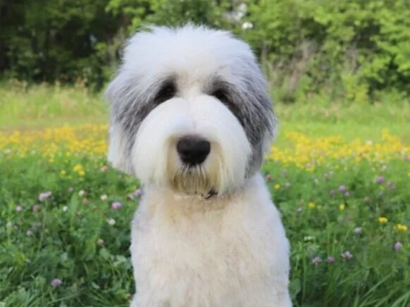 F1 Mini & Moyen Sheepadoodles — Rockadoodles