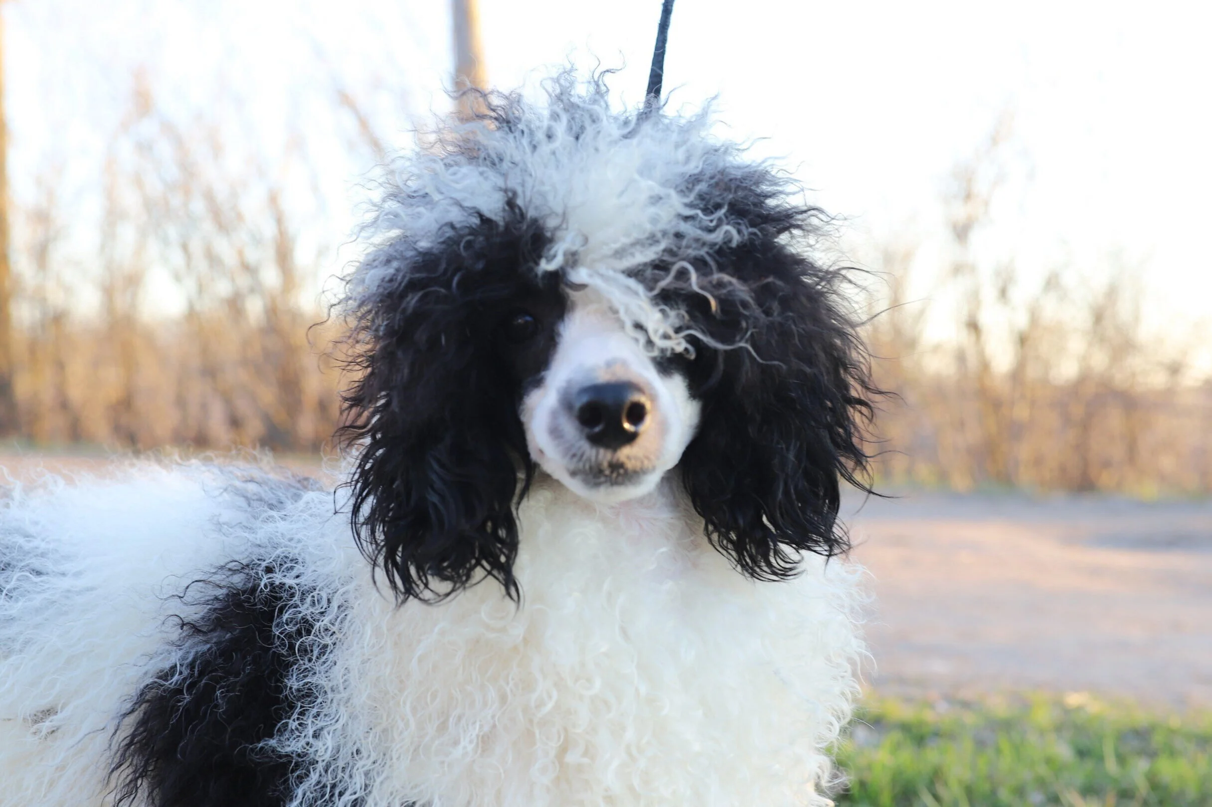 F1 Mini & Moyen Sheepadoodles — Rockadoodles