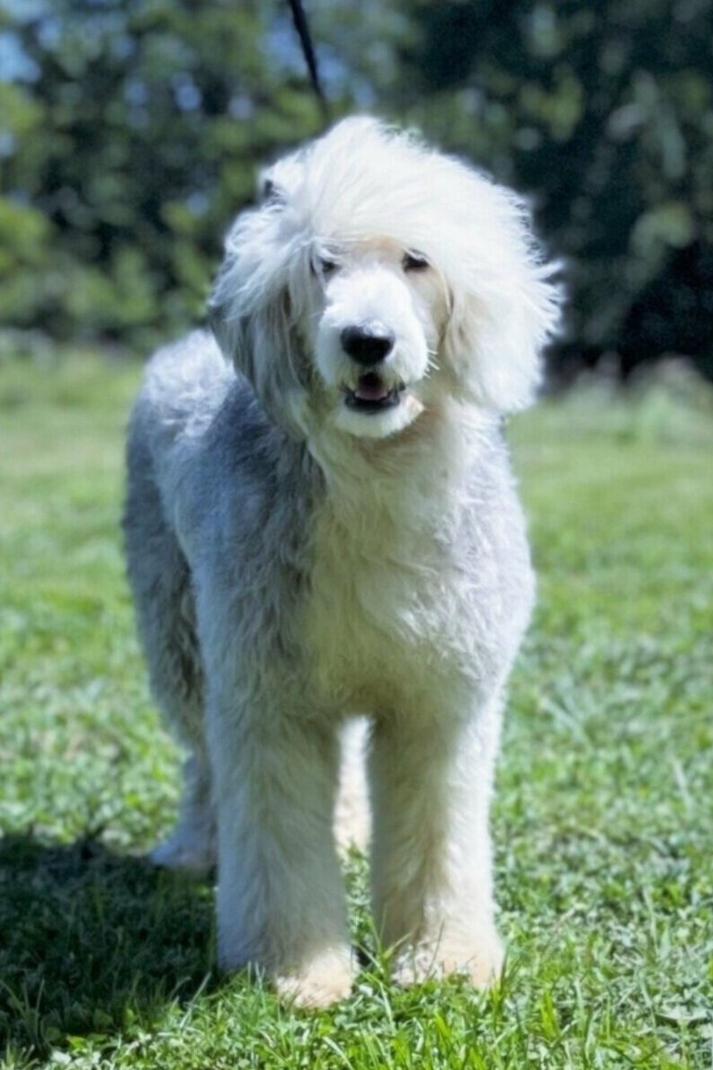 F1 Standard Sheepadoodles — Rockadoodles