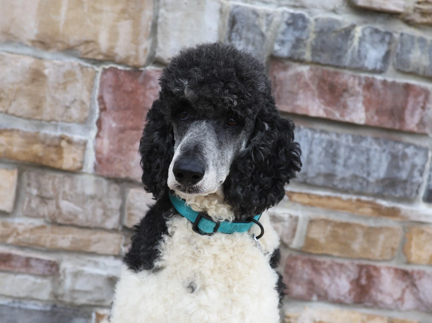 F1 Standard Sheepadoodles — Rockadoodles