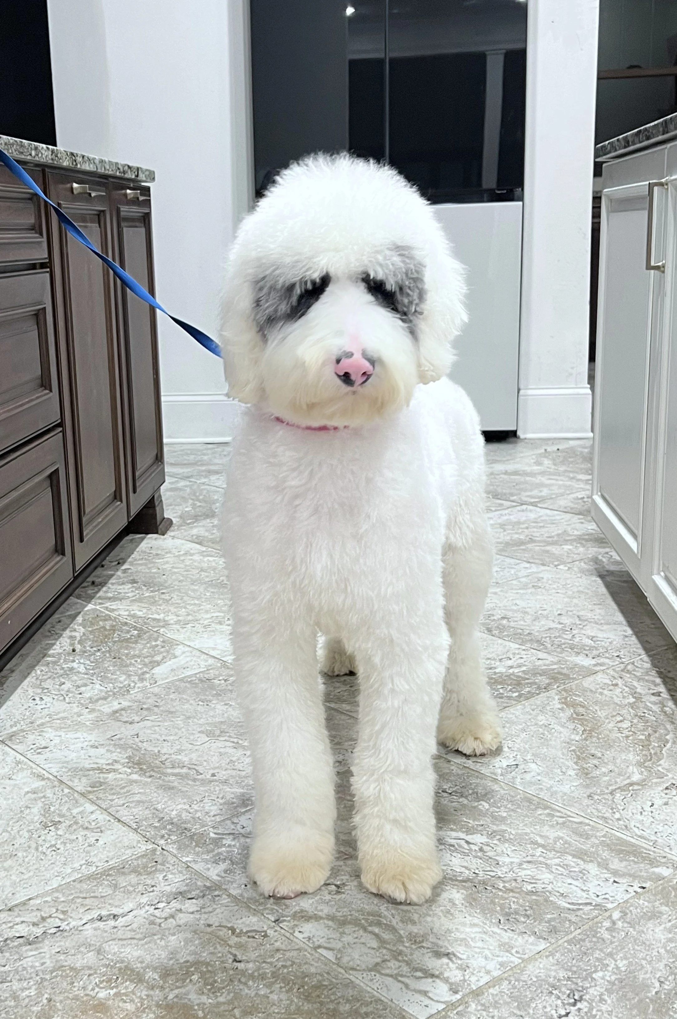 F1b Mini Sheepadoodles — Rockadoodles