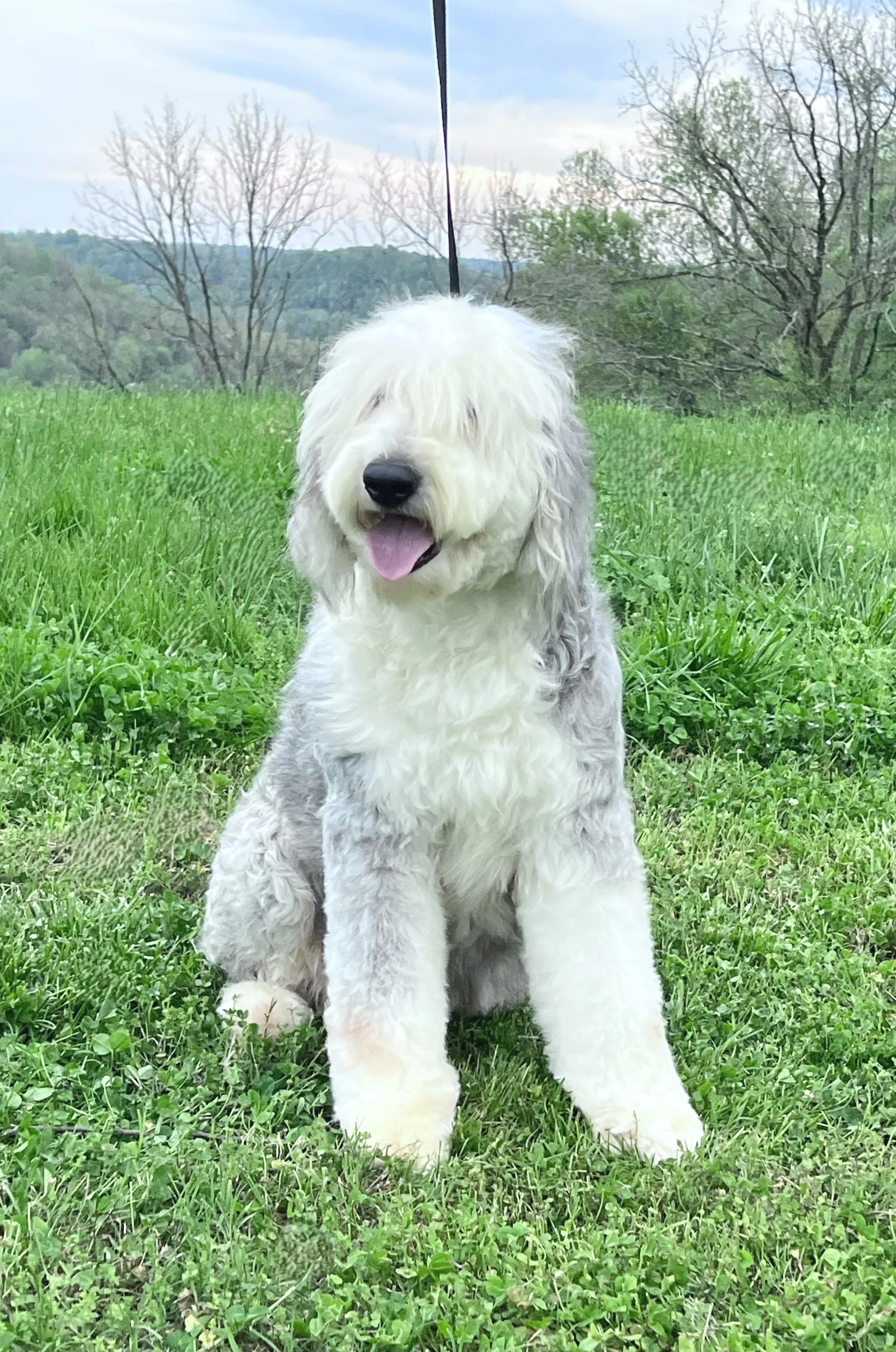 F1 Mini & Moyen Sheepadoodles — Rockadoodles