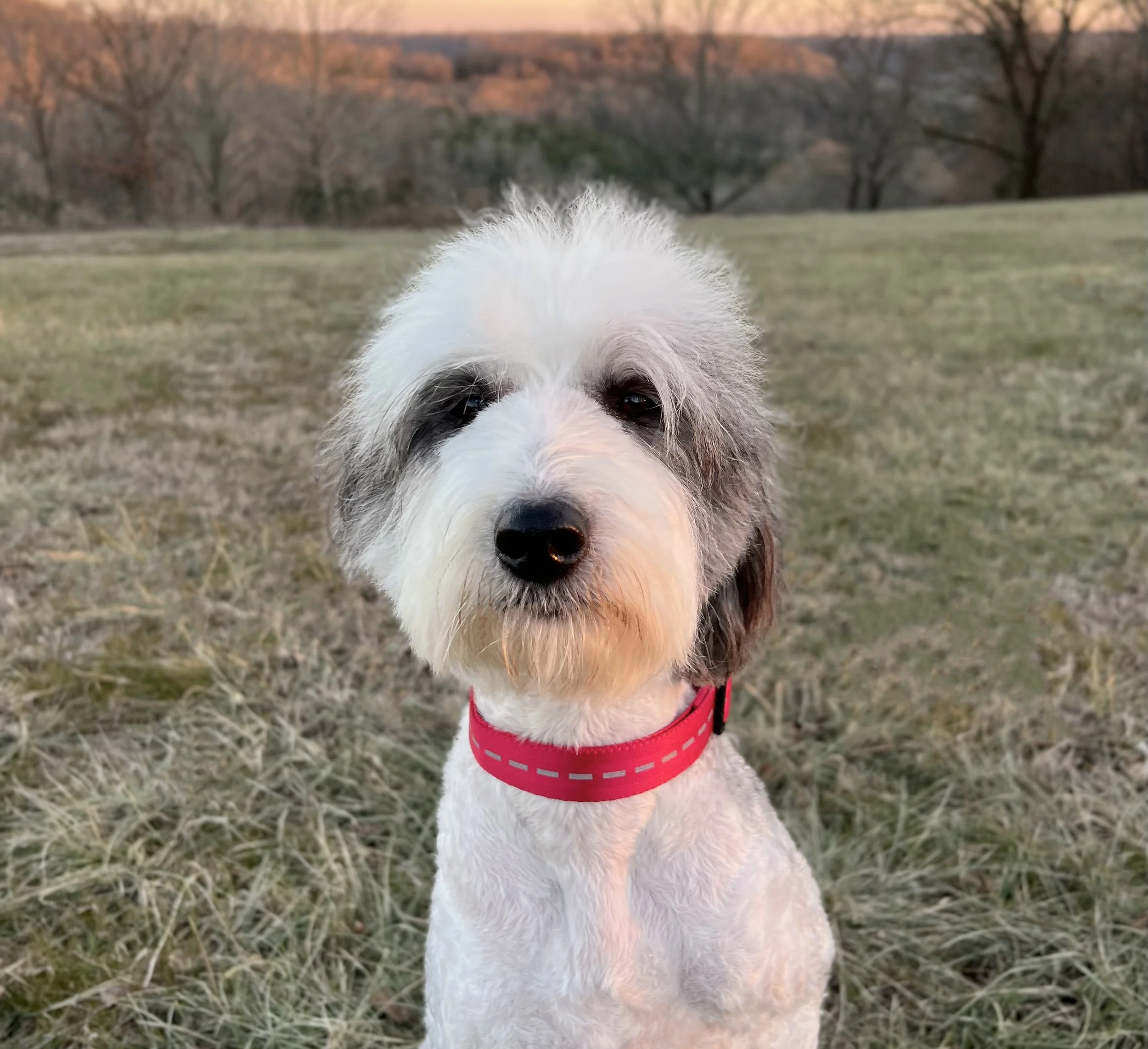 Mini Sheepadoodle