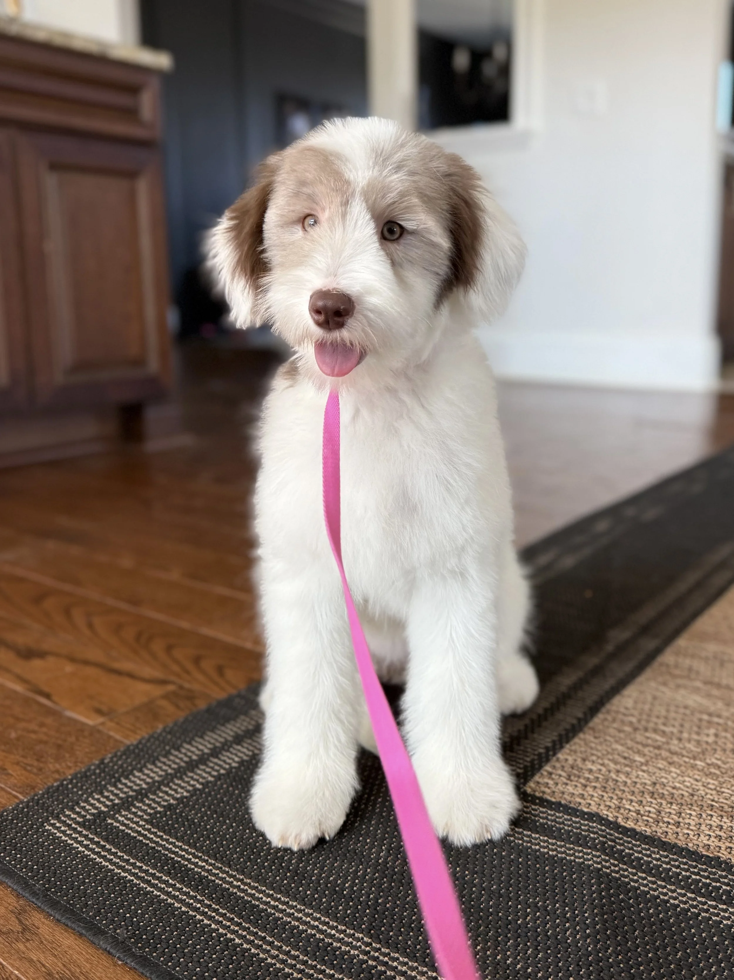 Available Puppies — Rockadoodles