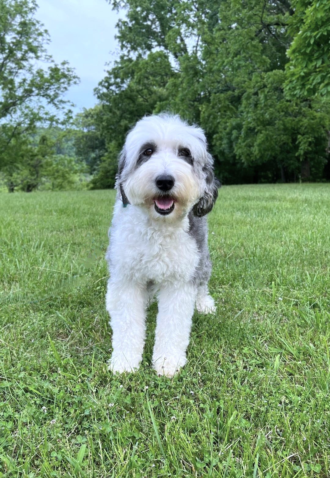 F1b Mini Sheepadoodles — Rockadoodles