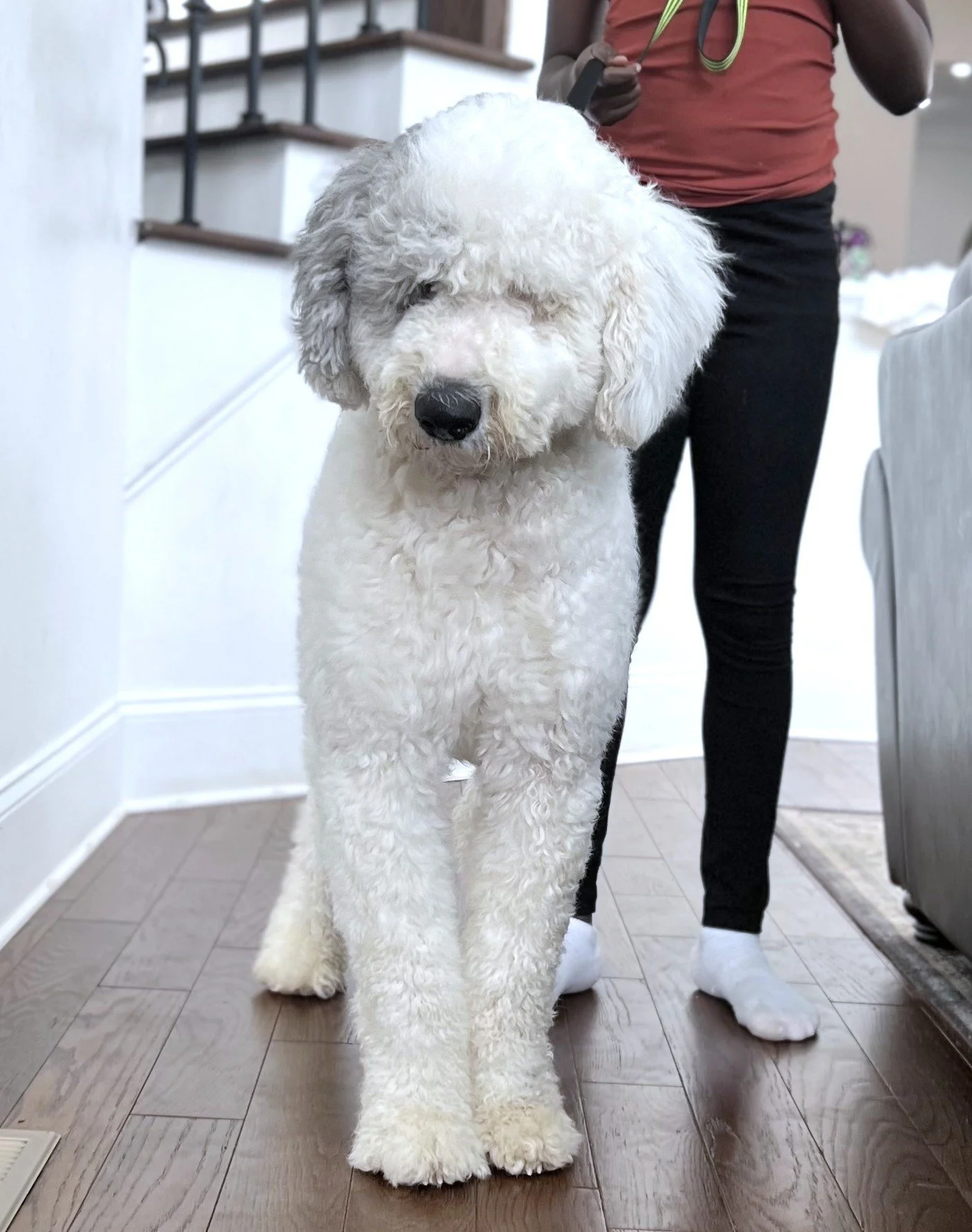 F1b Mini Sheepadoodles — Rockadoodles