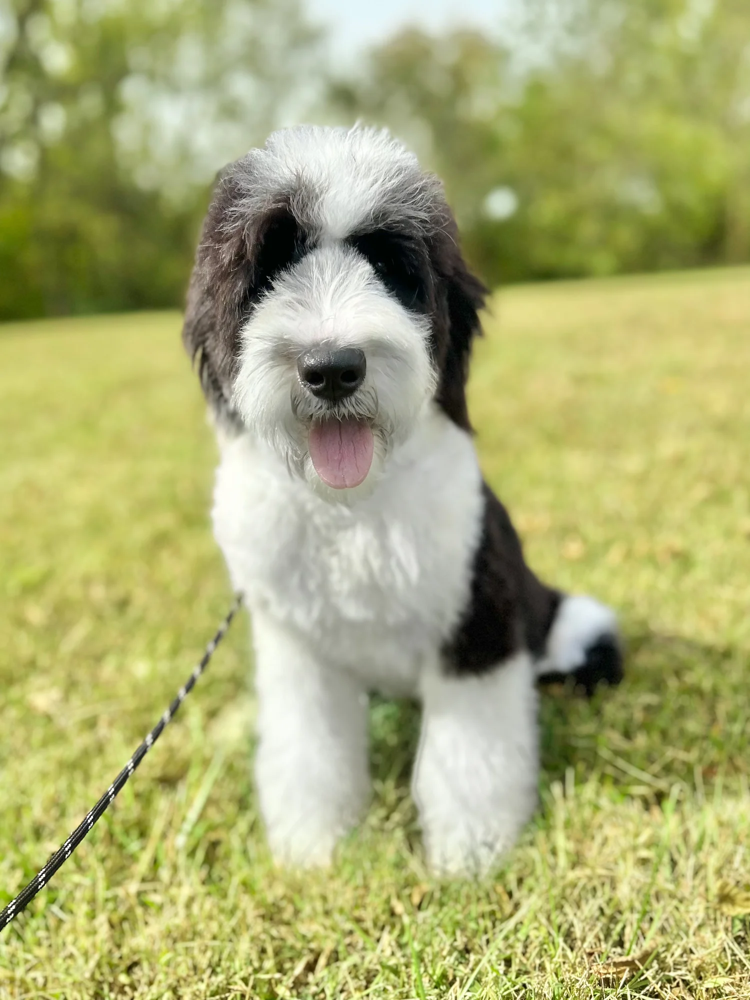 Rockadoodles — Rockadoodles