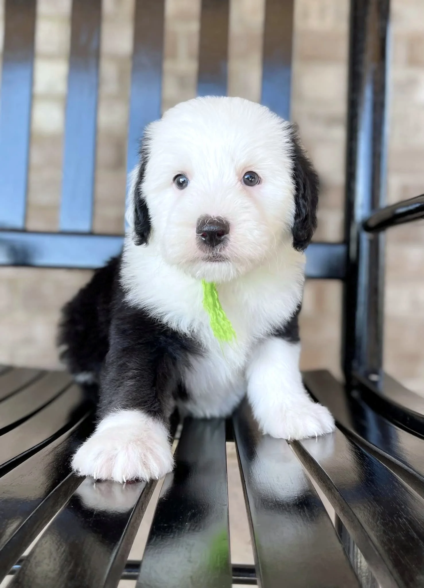 Sheepadoodles | Find Your Sheepadoodle Today — Rockadoodles