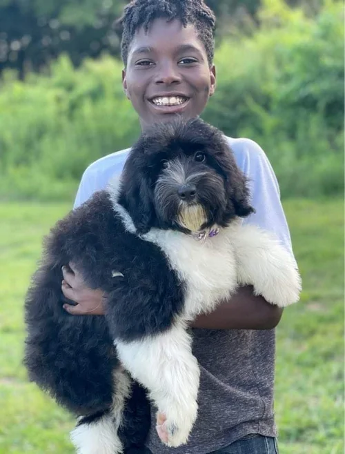 Sheepadoodles | Find Your Sheepadoodle Today — Rockadoodles