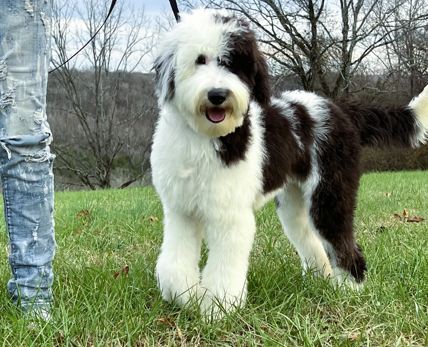 Our Program | Find Your Perfect Puppy — Get Started Today — Rockadoodles