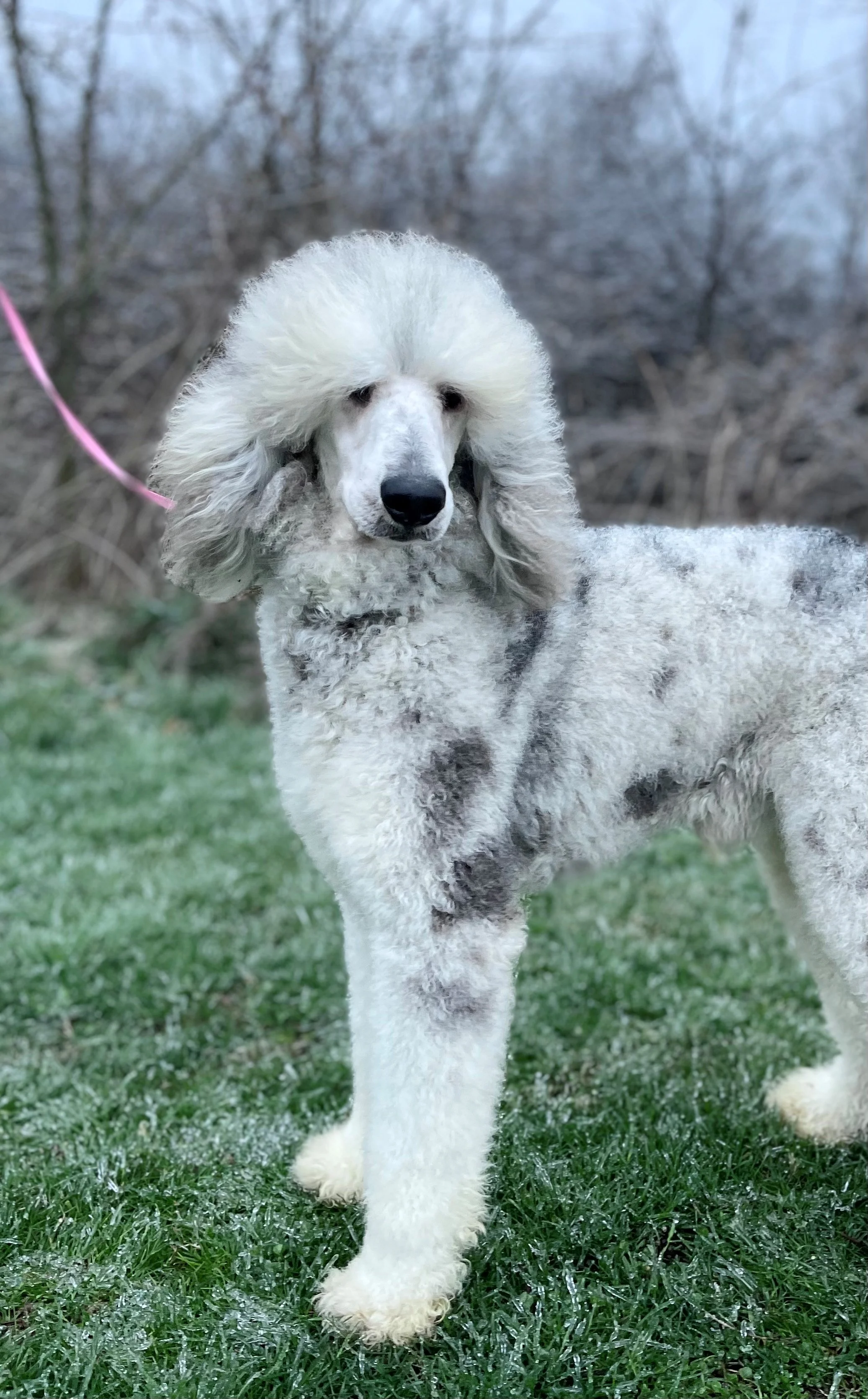 Sires — Rockadoodles