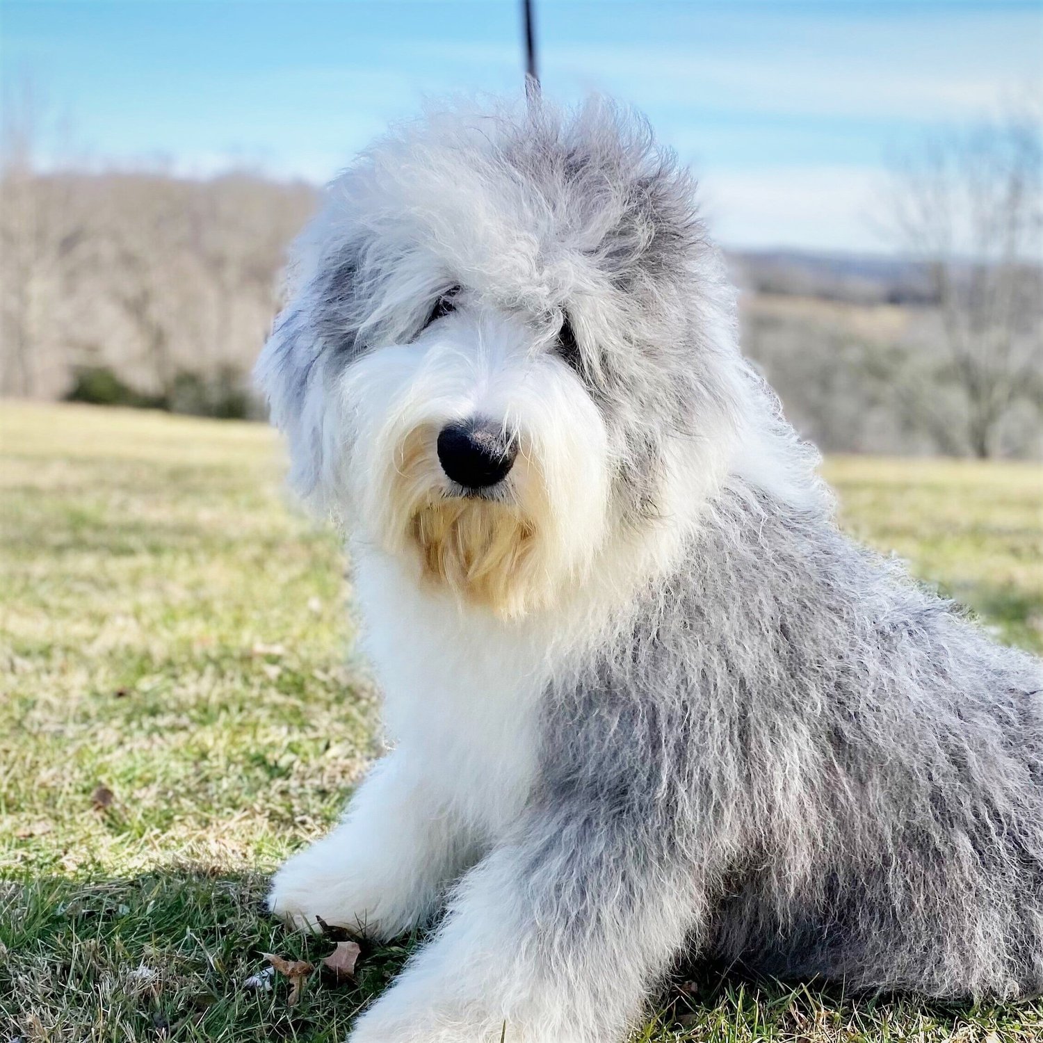 Sires — Rockadoodles