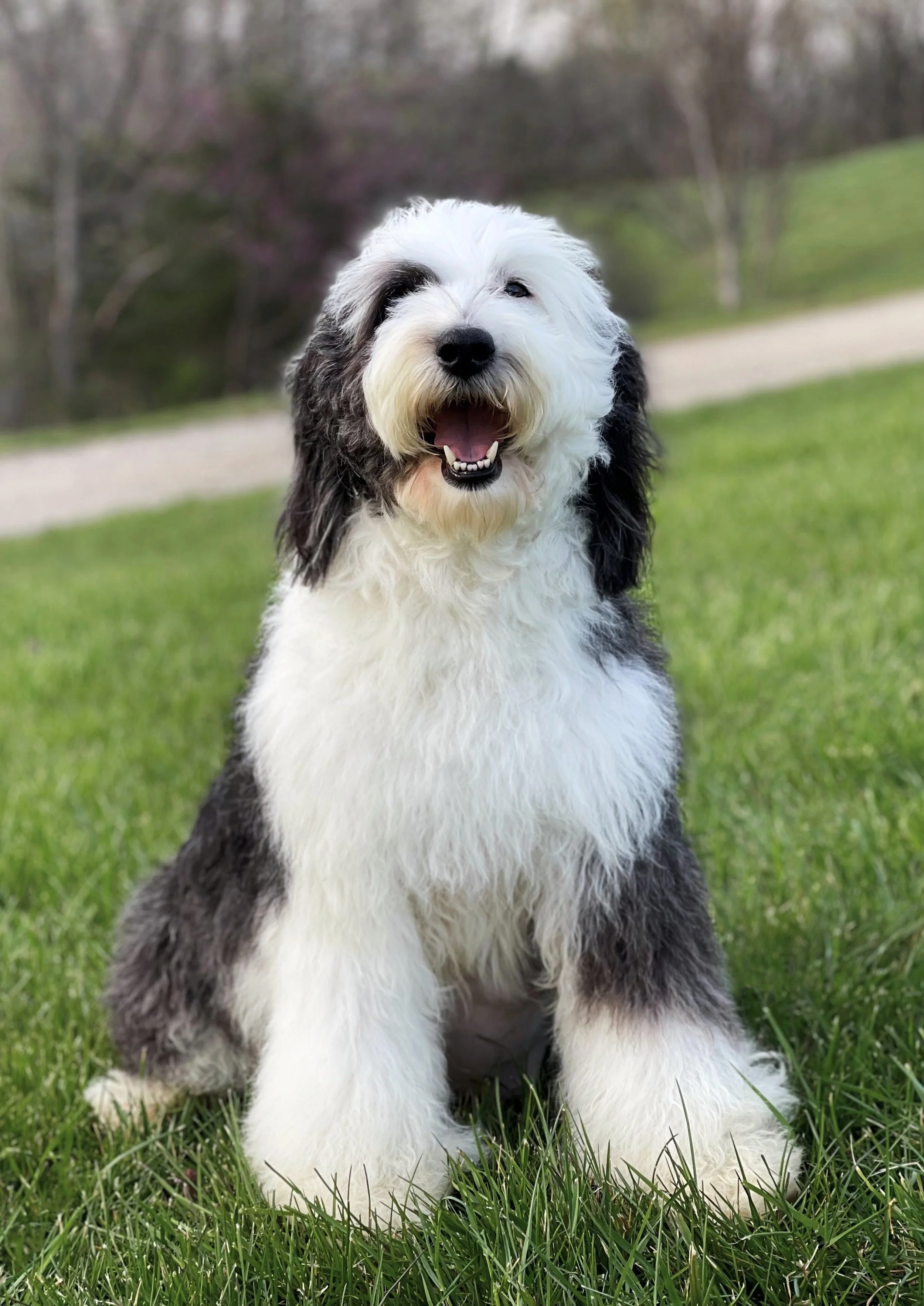 F1b Reverse Sheepadoodles — Rockadoodles