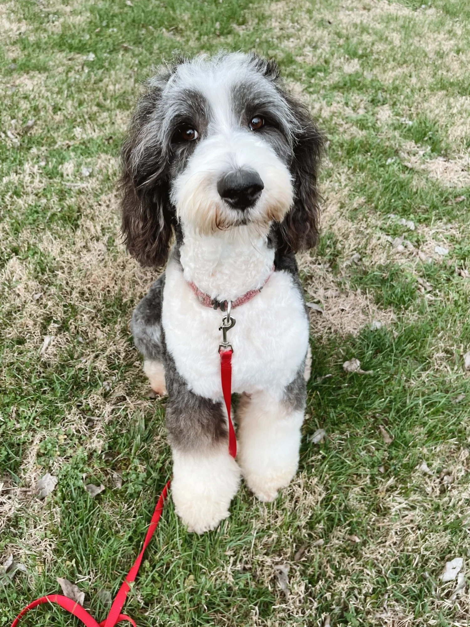 F1b Reverse Sheepadoodles — Rockadoodles