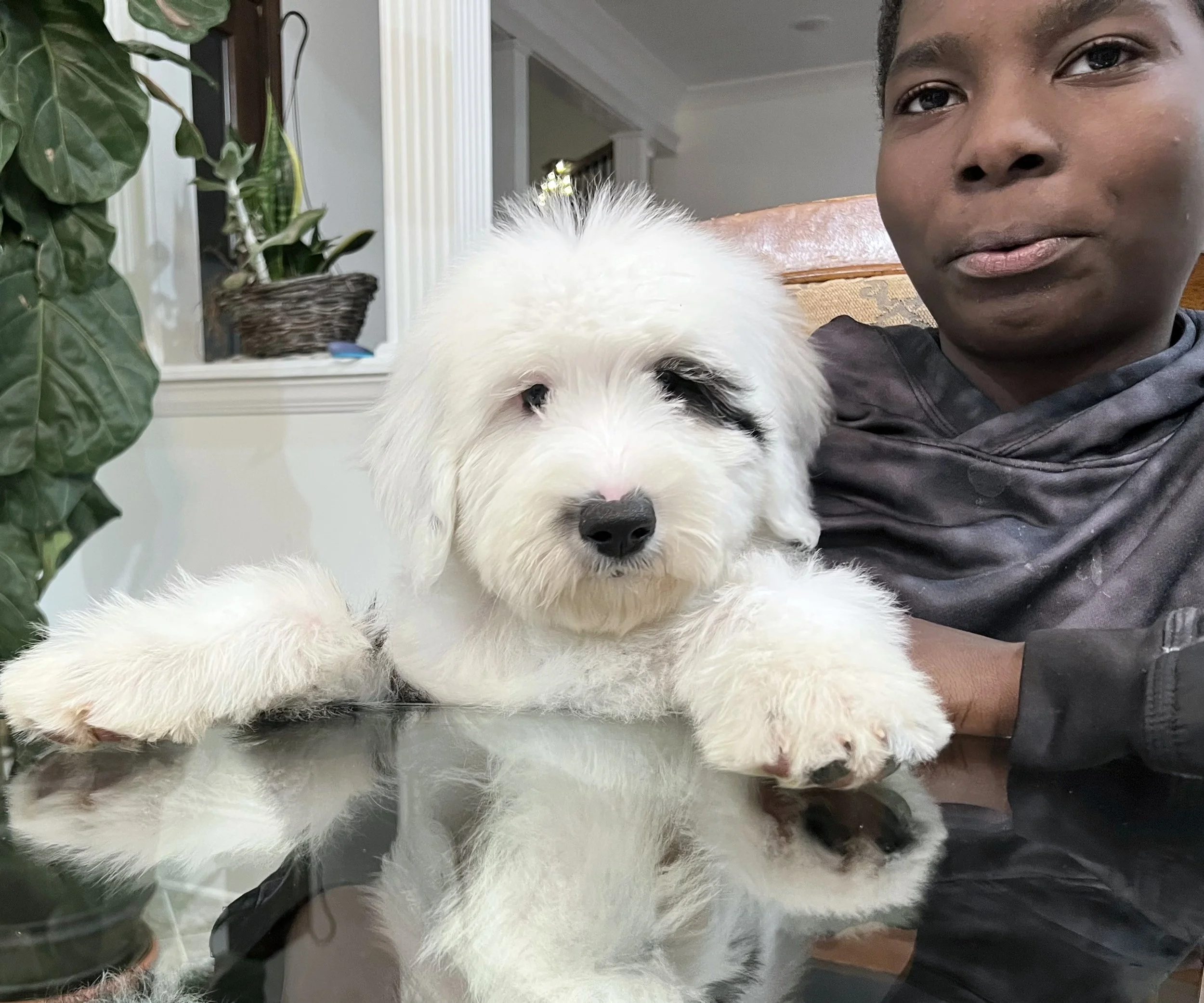 F1 Standard Sheepadoodles — Rockadoodles