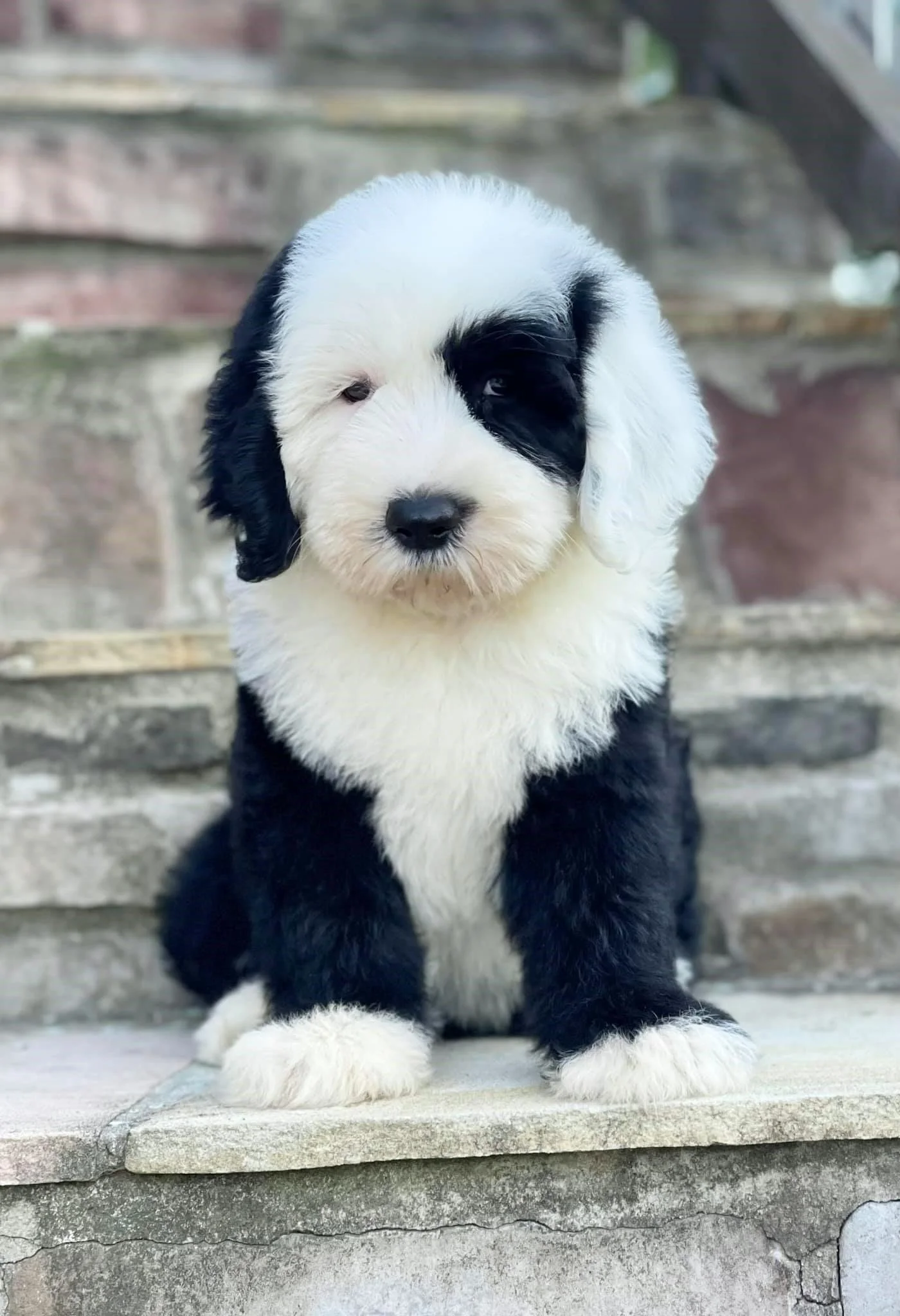 Sheepadoodles | Find Your Sheepadoodle Today — Rockadoodles