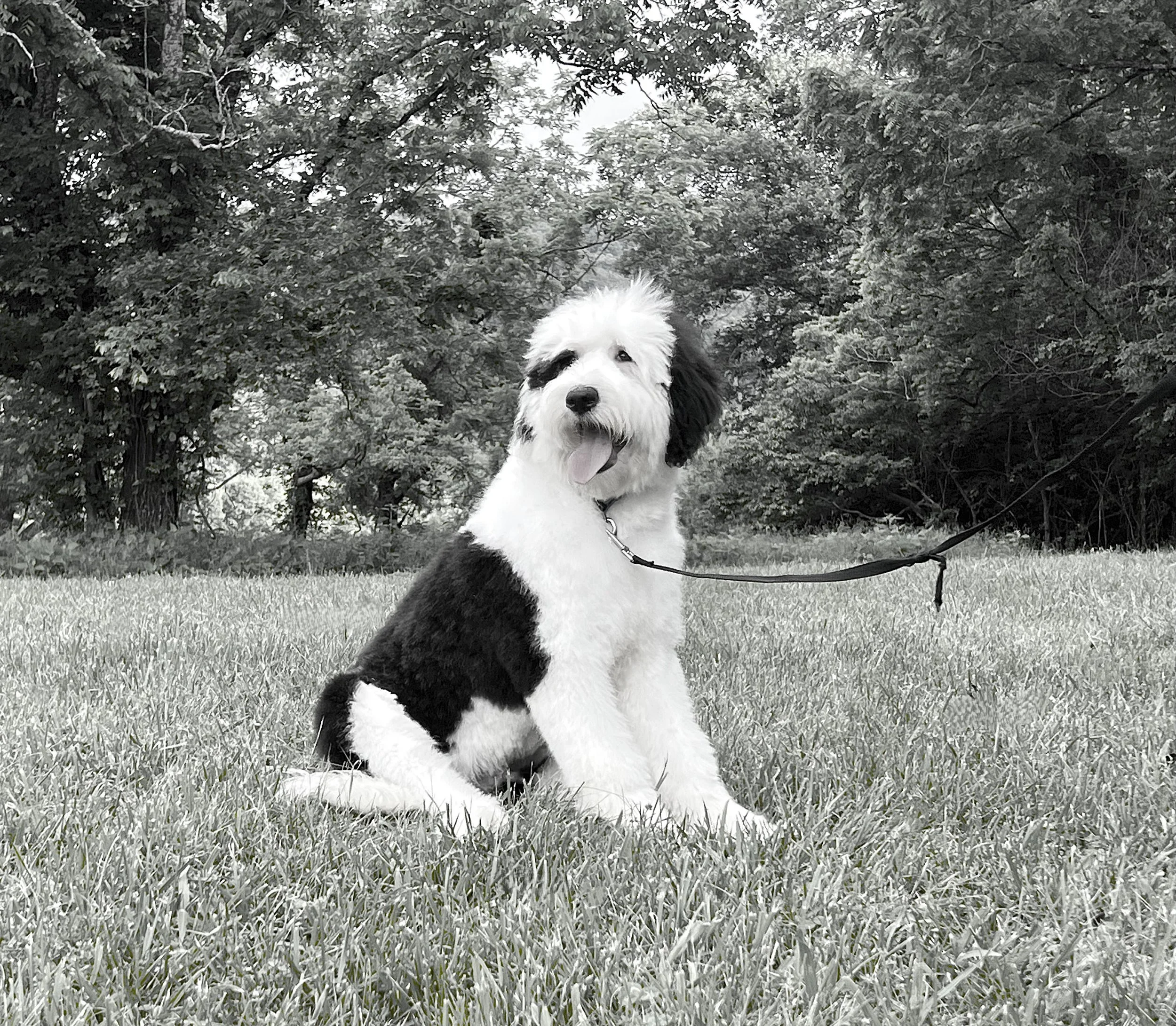 F1b Mini Sheepadoodles — Rockadoodles