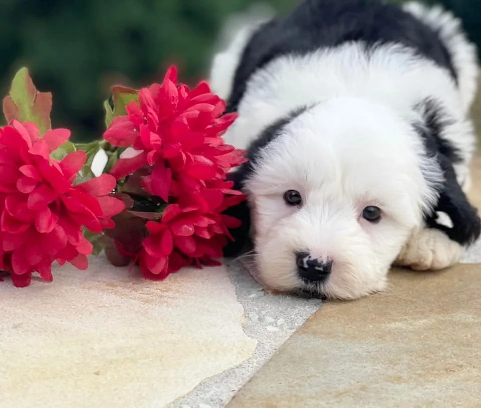 Sheepadoodles | Find Your Sheepadoodle Today — Rockadoodles