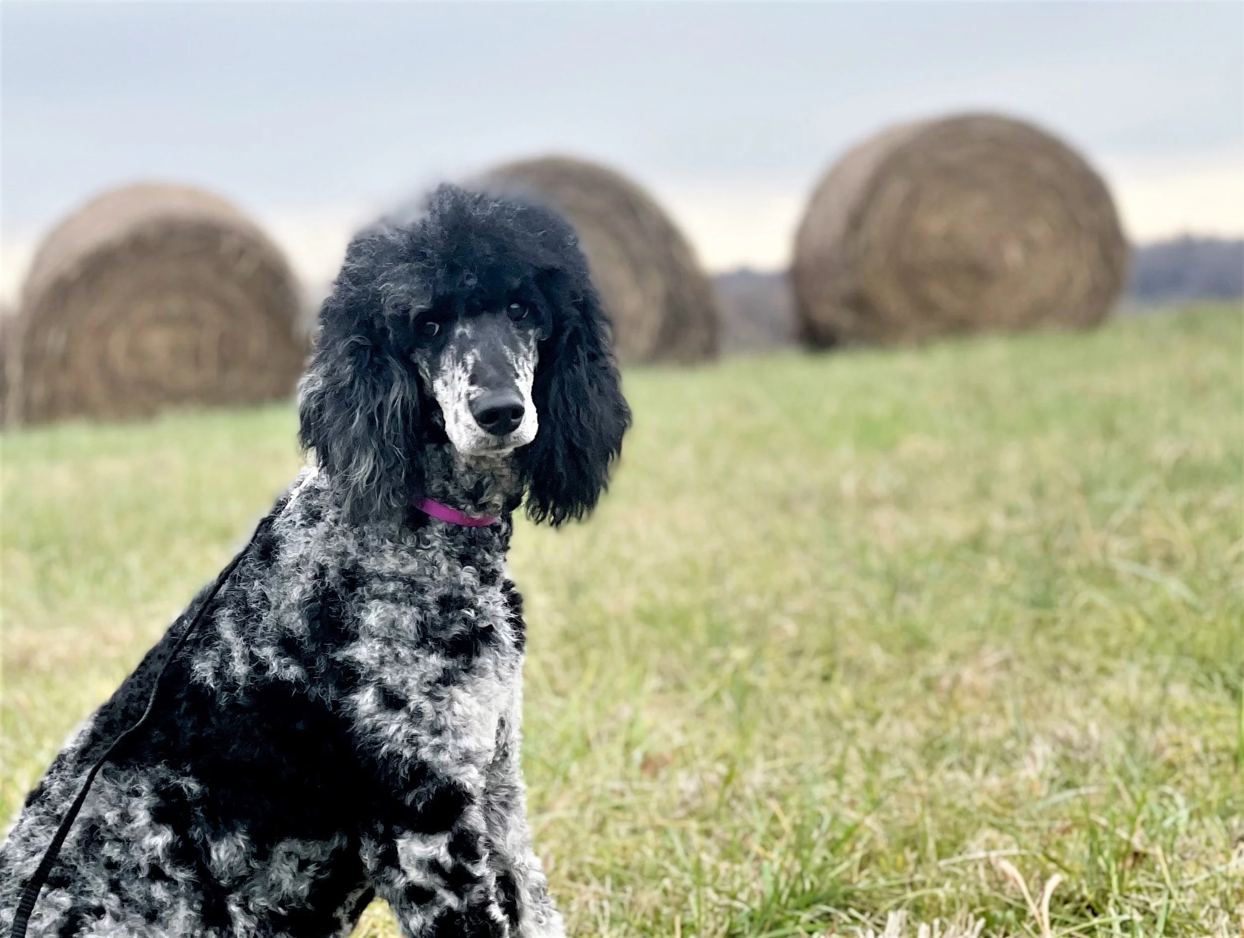 F1 Standard Sheepadoodles | Discover Your Perfect Sheepadoodle - Act ...
