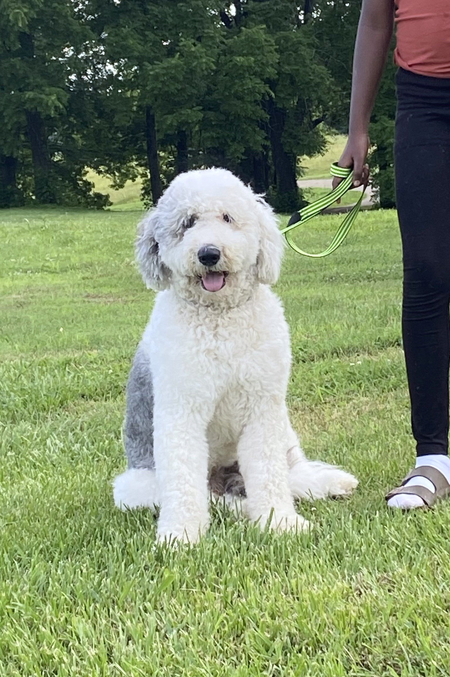 F1b Mini Sheepadoodles — Rockadoodles