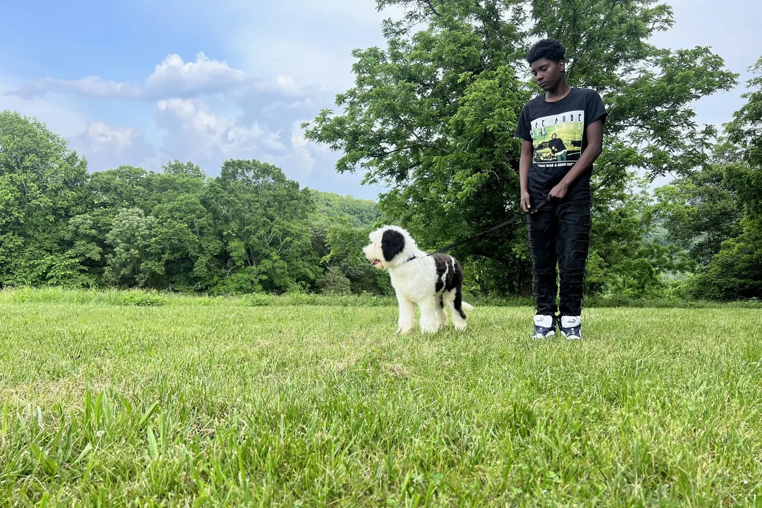 F1b Mini Sheepadoodles — Rockadoodles