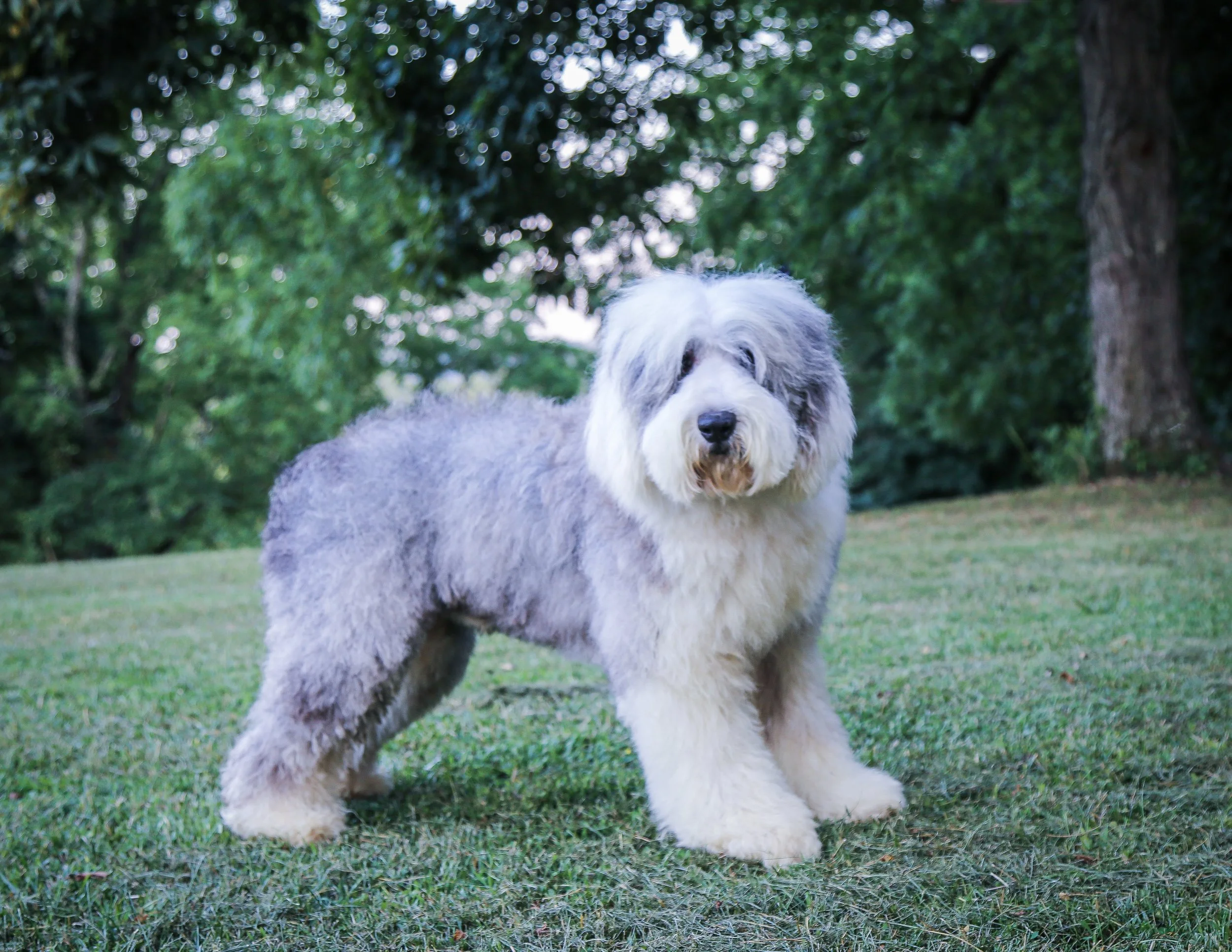 F1 Standard Sheepadoodles | Discover Your Perfect Sheepadoodle - Act ...