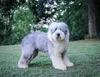 F1b Reverse Sheepadoodles | Find Healthy Sheepadoodles Today — Rockadoodles