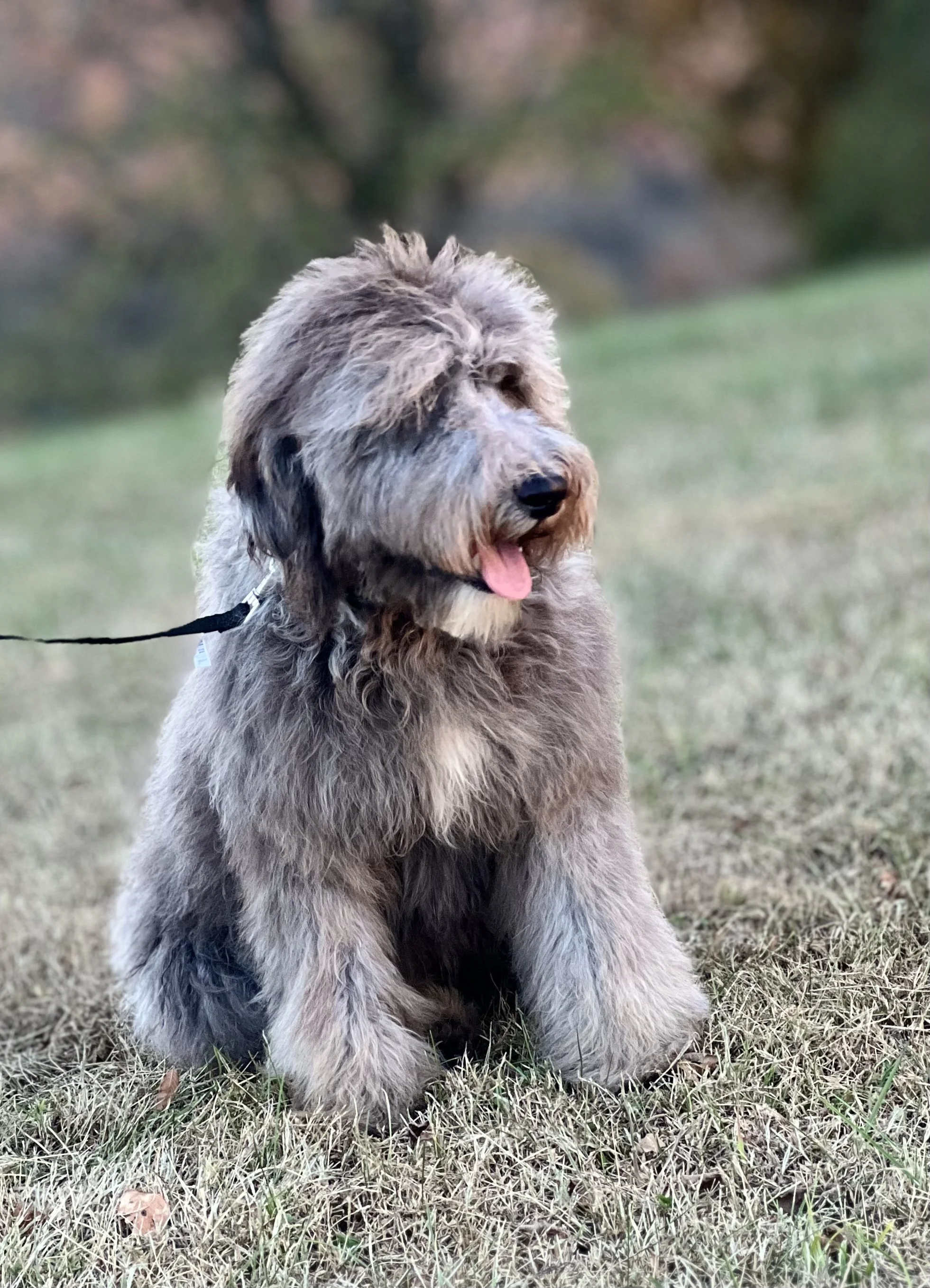 F1 Standard Sheepadoodles — Rockadoodles