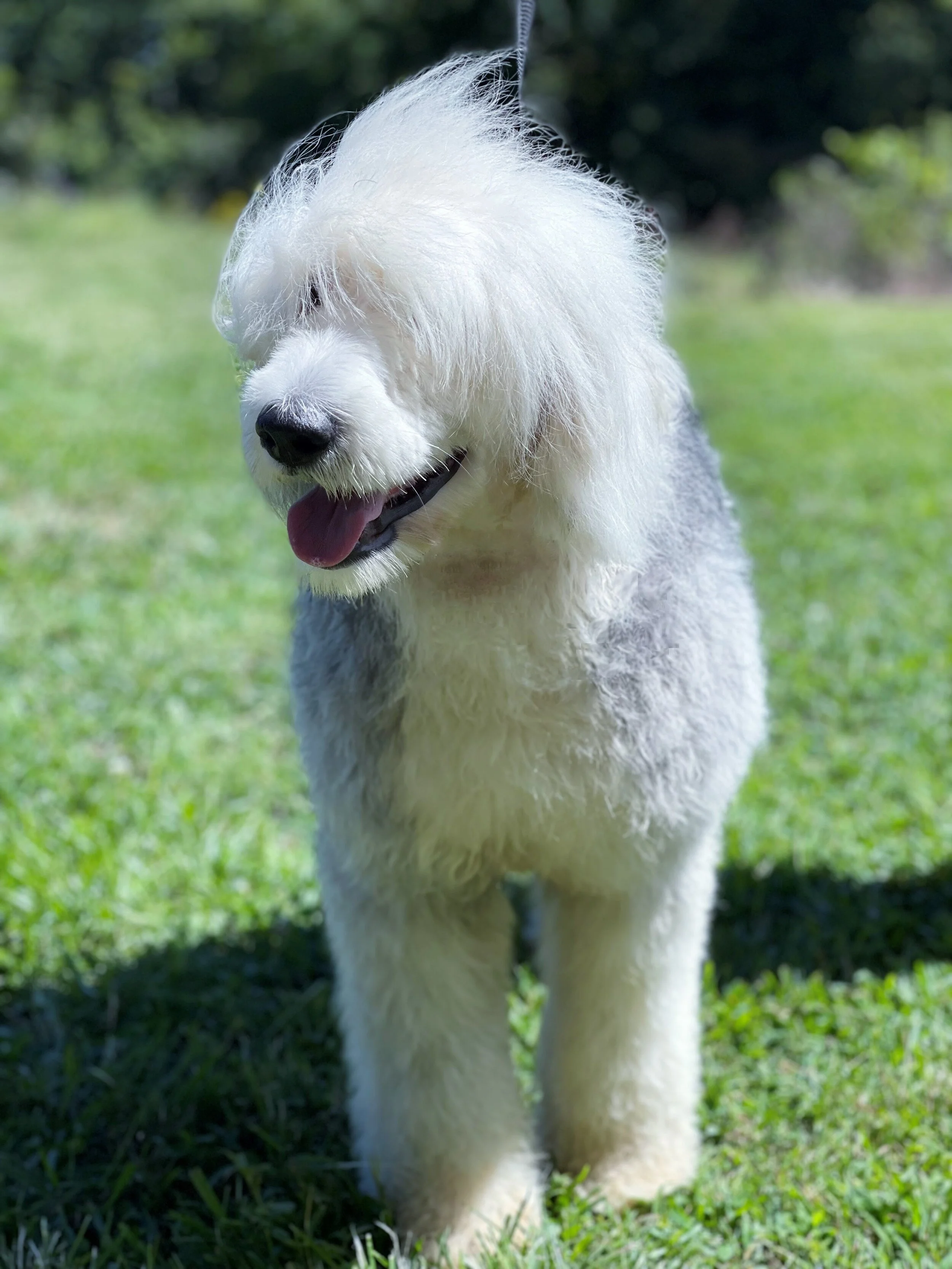 F1 Standard Sheepadoodles — Rockadoodles