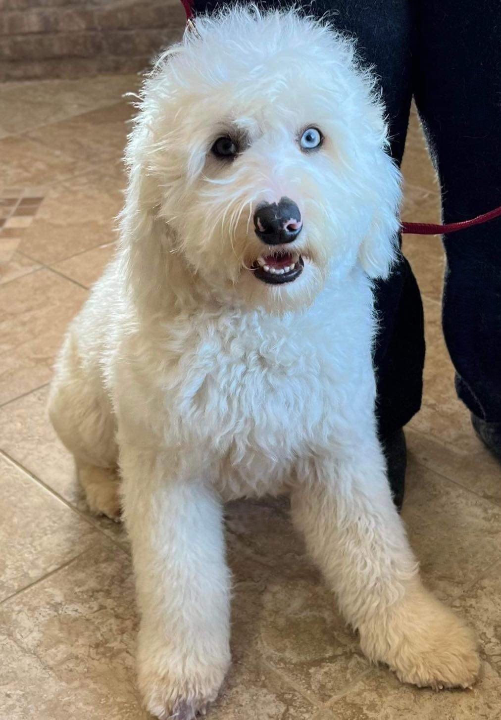 F1b Reverse Sheepadoodles | Find Healthy Sheepadoodles Today — Rockadoodles