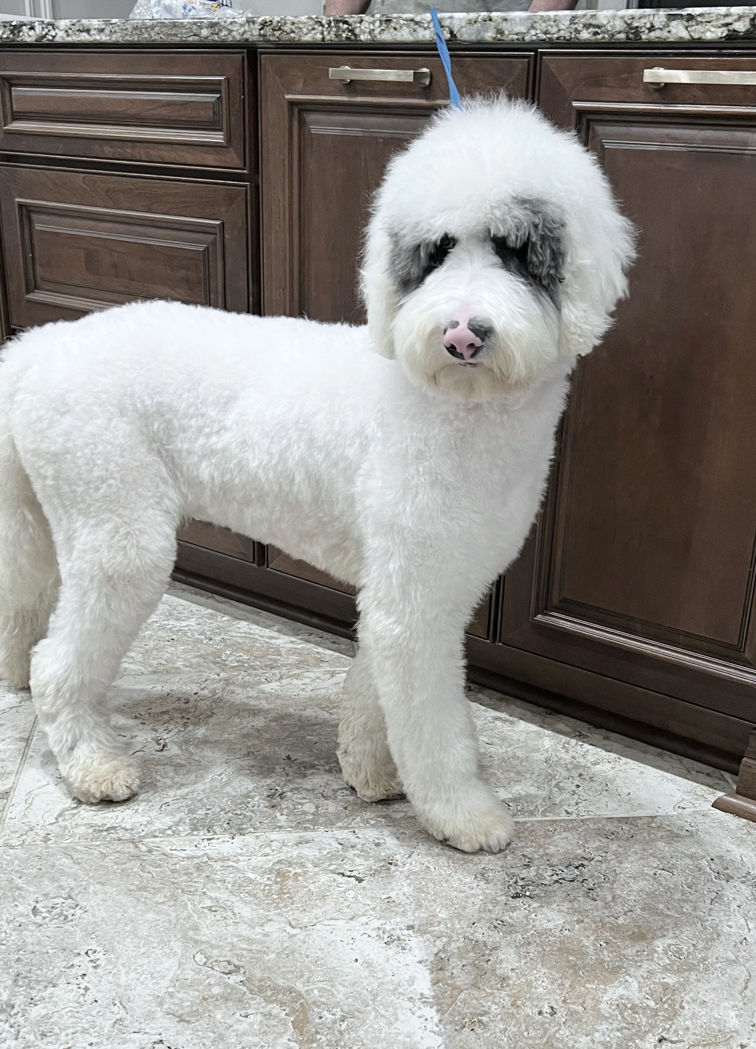 F1b Mini Sheepadoodles — Rockadoodles